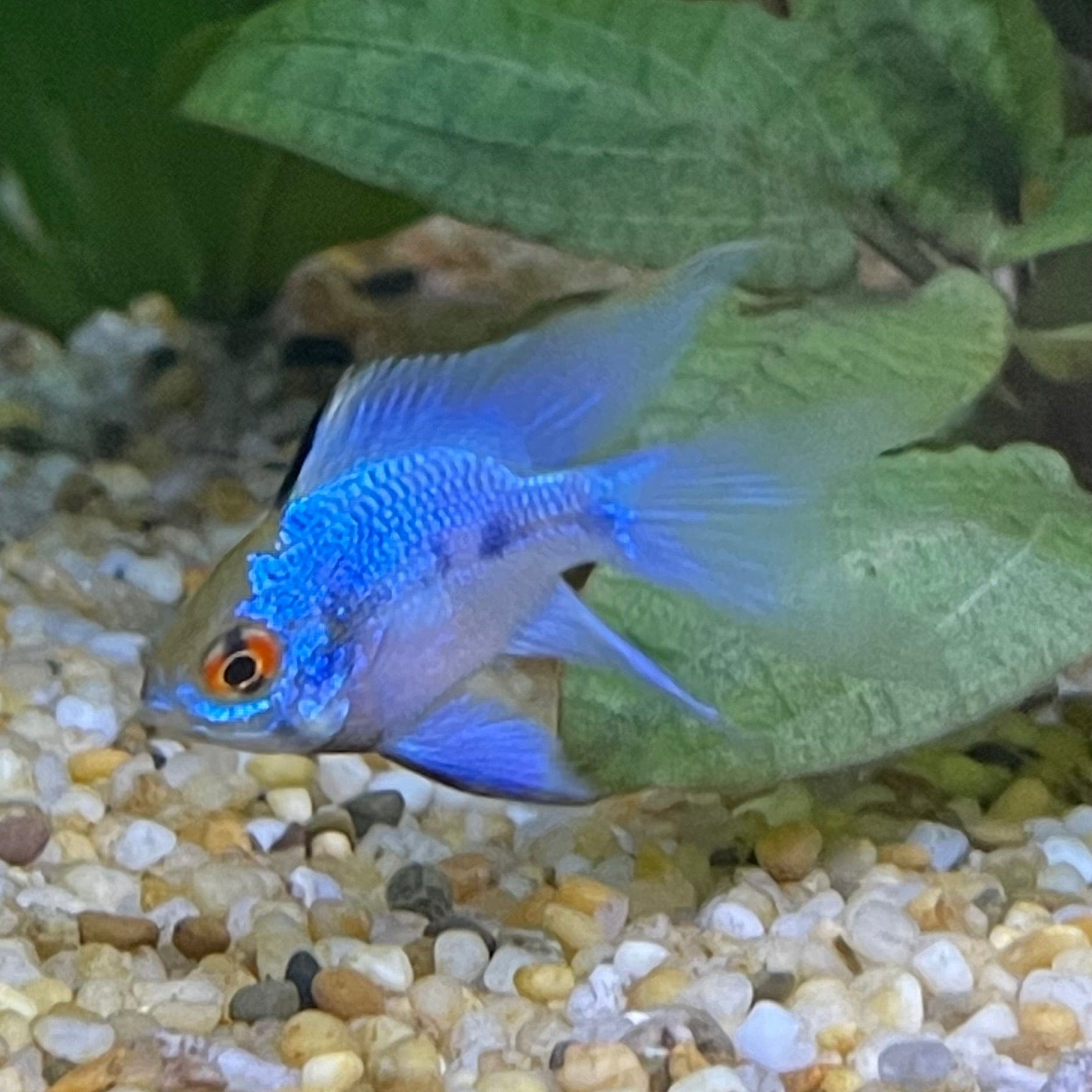 Electric Blue Balloon Ram Cichlid 3cm - The Fish Farm