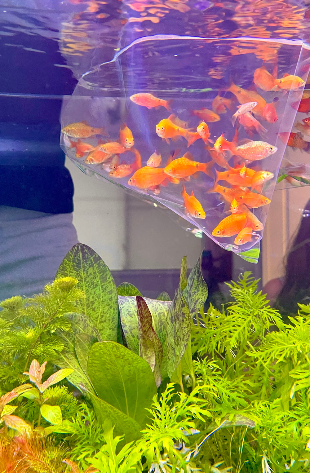 News – The Fish Farm