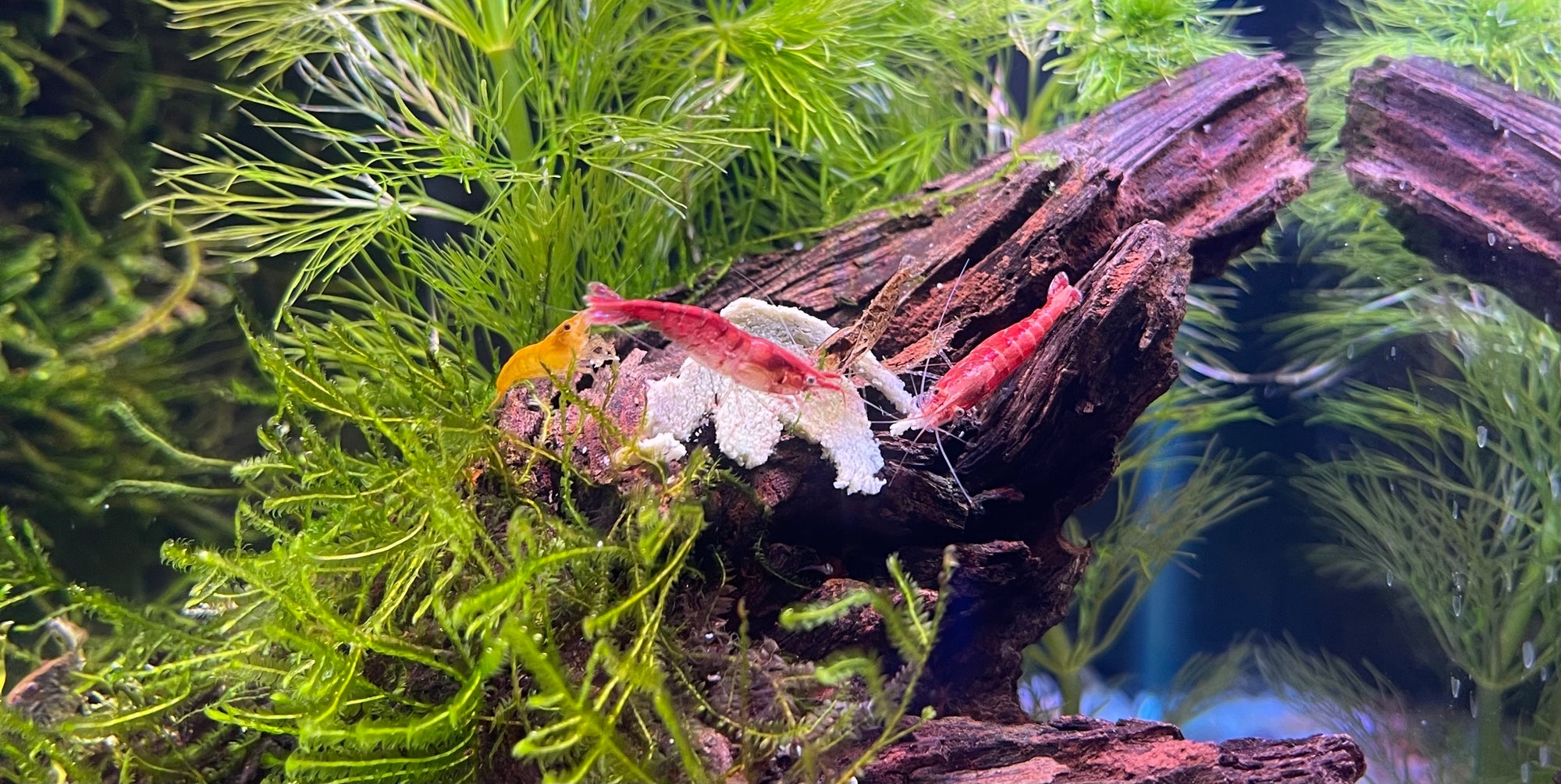 Shop for alive Shrimp in Australia from The Fish Farm