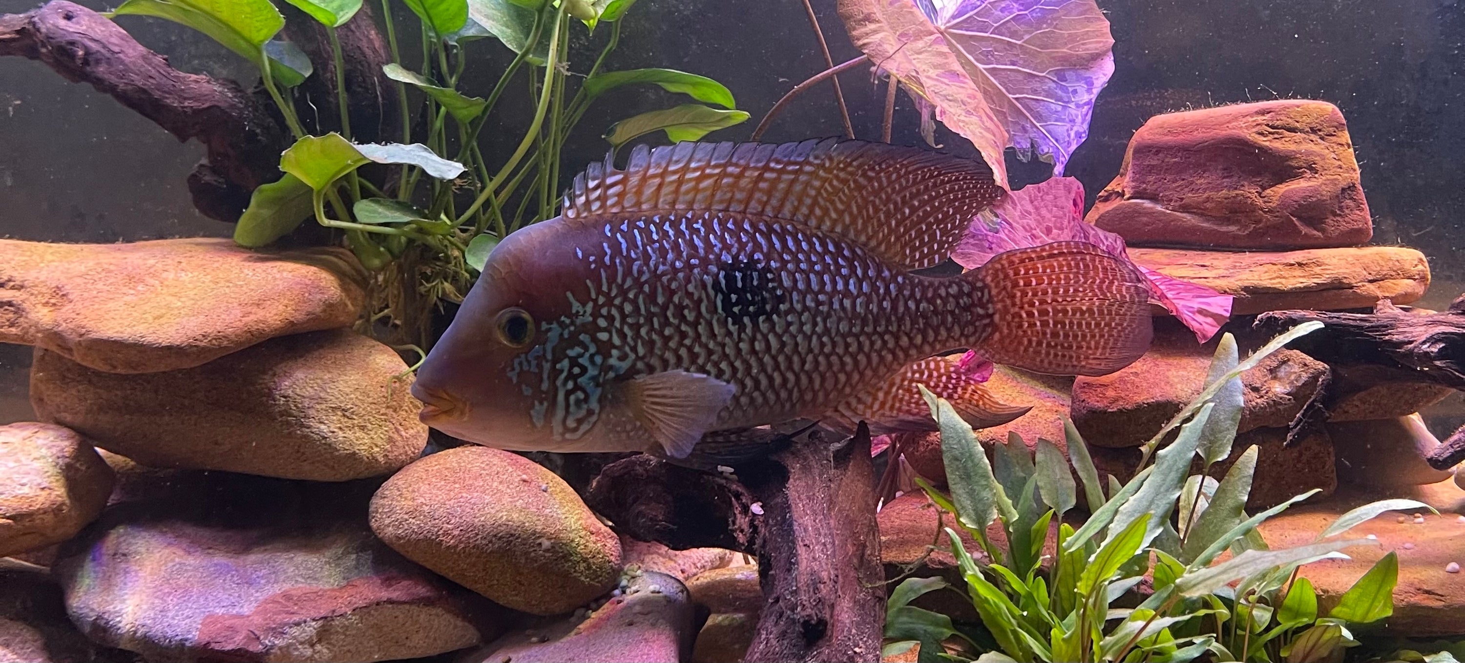 The Fish Farm - Buy directly from Australia's largest live fish farm