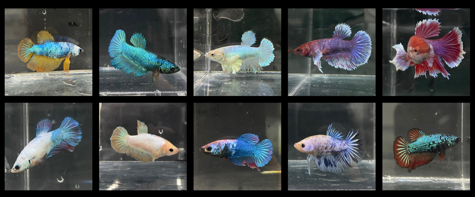 FEMALE BETTAS – The Fish Farm