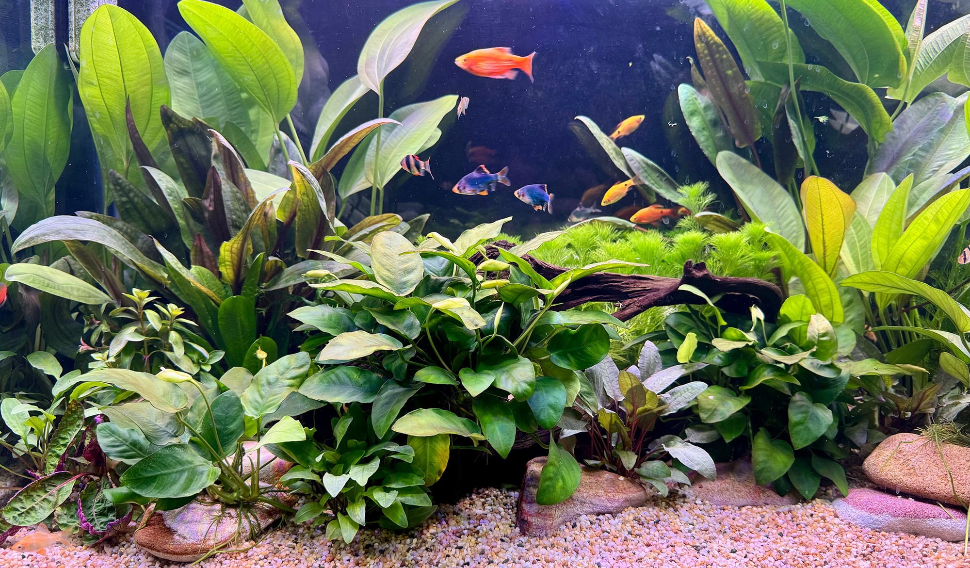 The Fish Farm - Buy directly from Australia's largest live fish farm