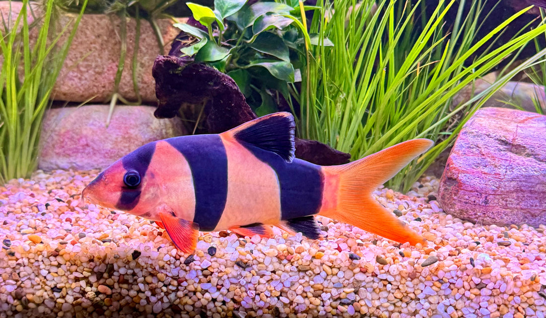 LOACHES - The Fish Farm - Australia