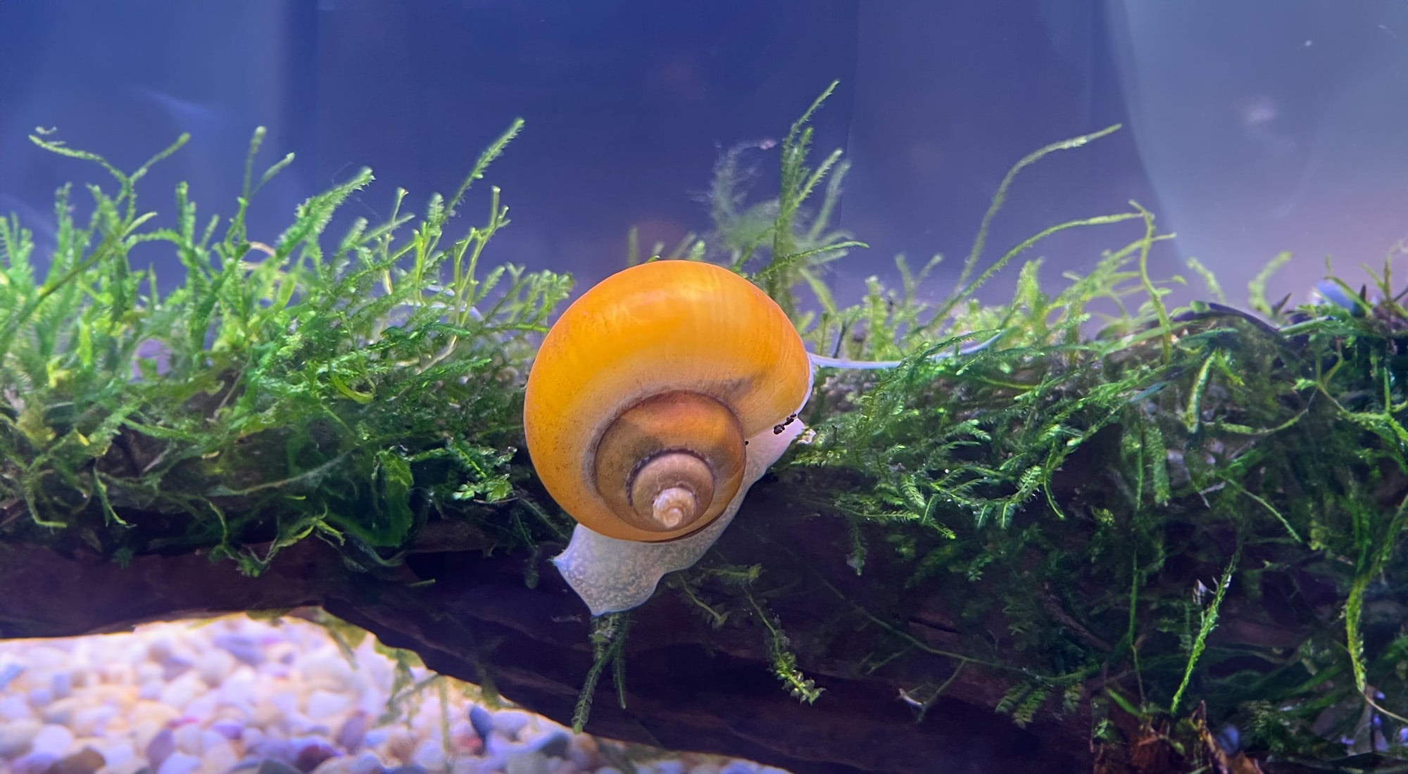 SNAILS – The Fish Farm