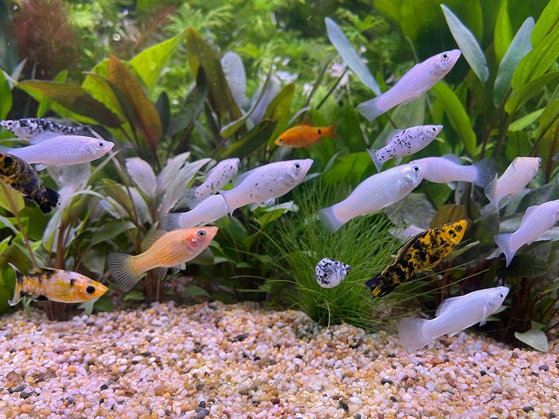 Molly Fish Top 10 Benefits Of Keeping Mollies In A Saltwater Tank