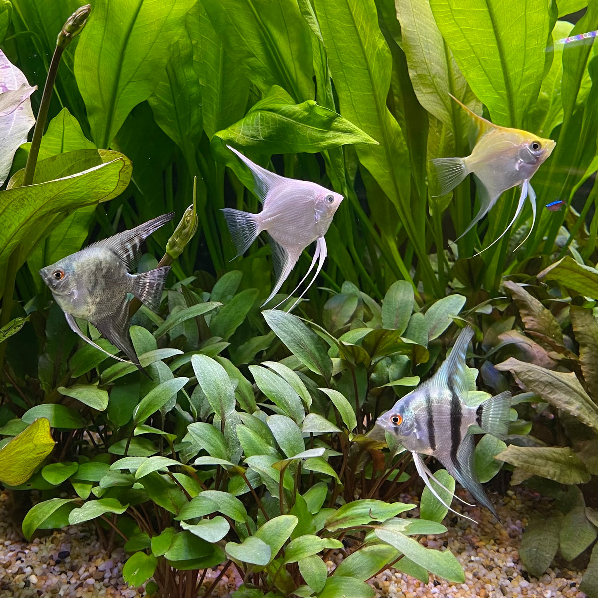 Angel Fish - The Fish Farm Australia
