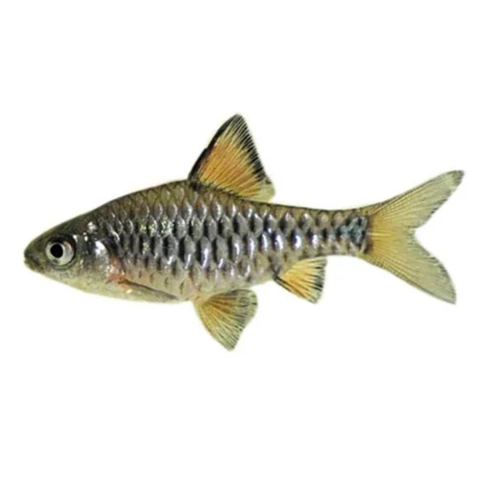 Checkered Barb - The Fish Farm
