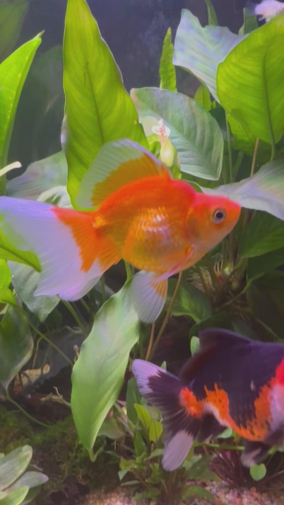 Ryukin Goldfish In Assorted Colours - The Fish Farm