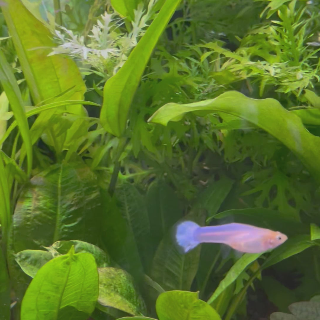 Buy Female Snow White Guppy shipped direct from The Fish Farm Australia