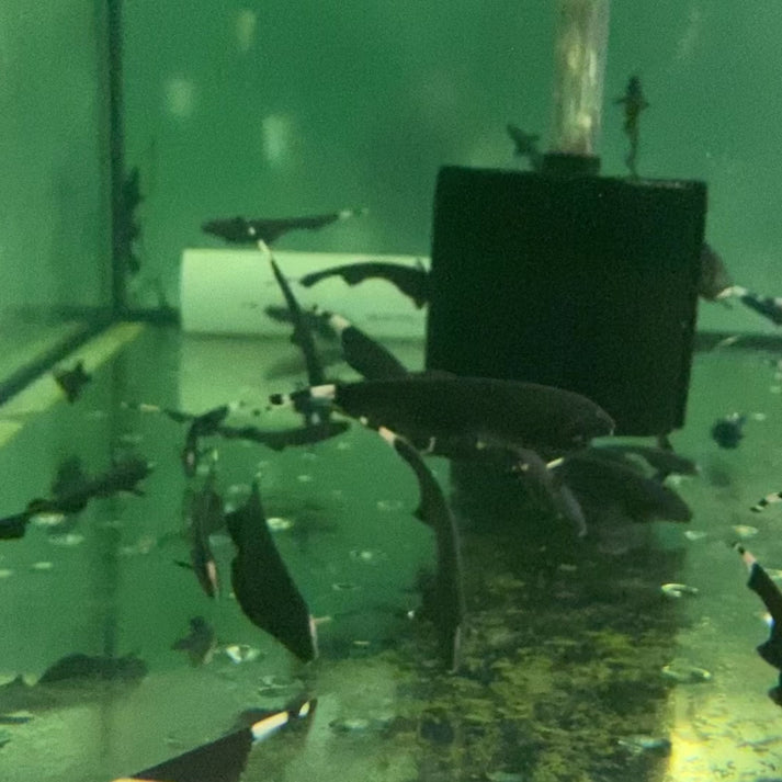 Black Ghost Knife Fish - The Fish Farm