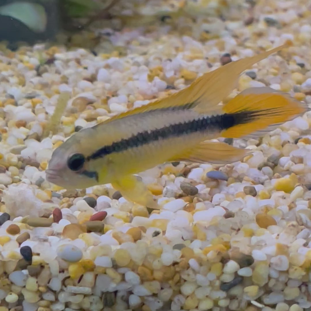 Apistogramma Agassizii Double Red American Cichlid - The Fish Farm