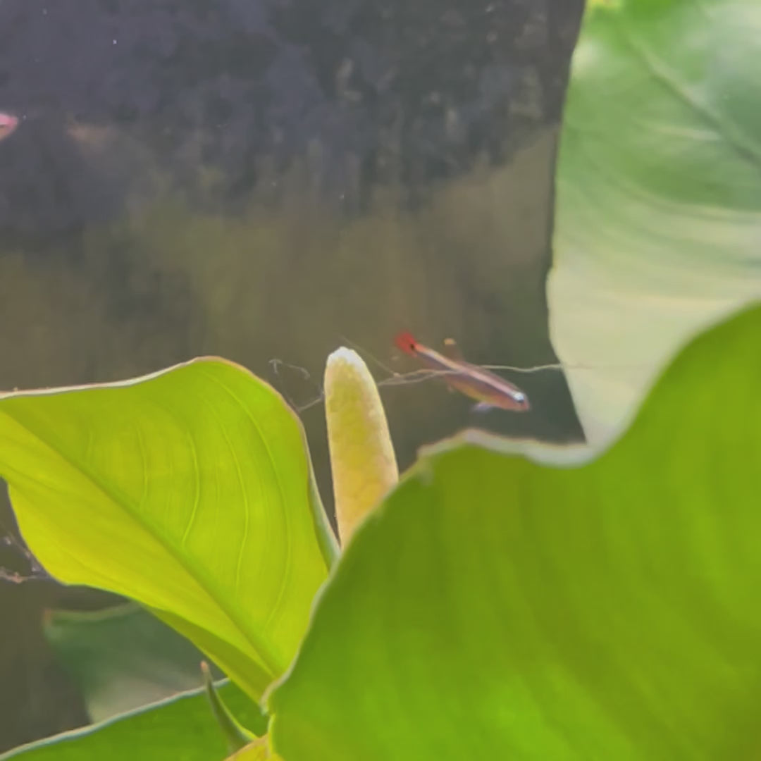 White Cloud Mountain Minnow - The Fish Farm