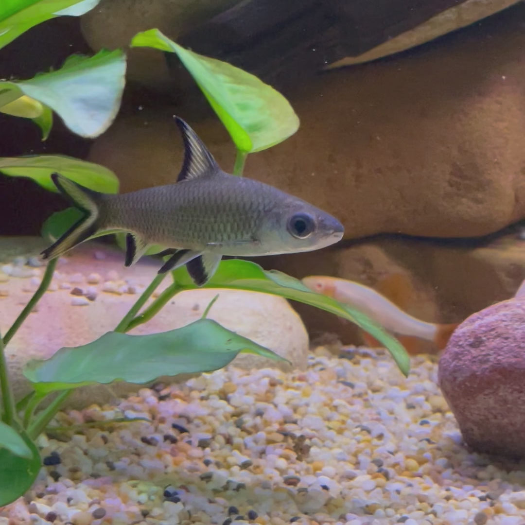 Silver Shark - The Fish Farm