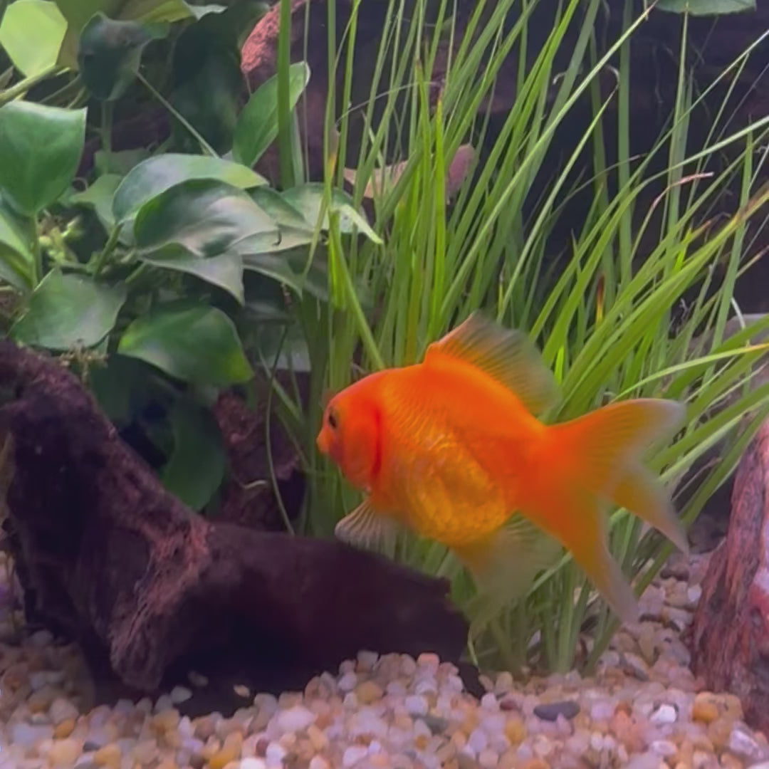 Fantail Goldfish - Red - The Fish Farm Australia