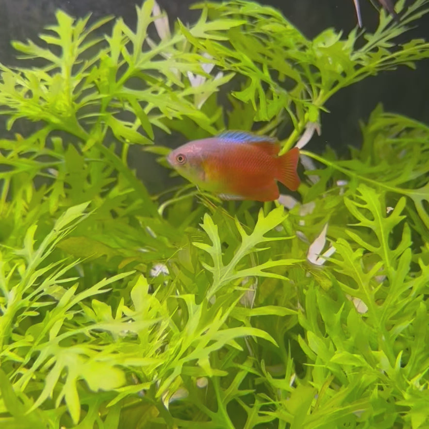 Dwarf Red Flame Gourami - The Fish Farm