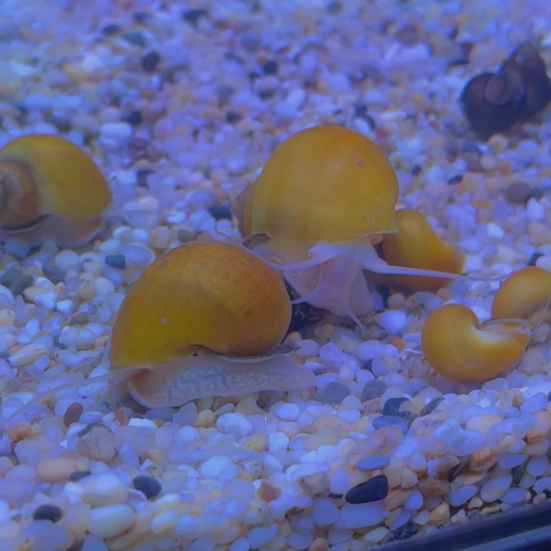 Gold Mystery Snails - The Fish Farm