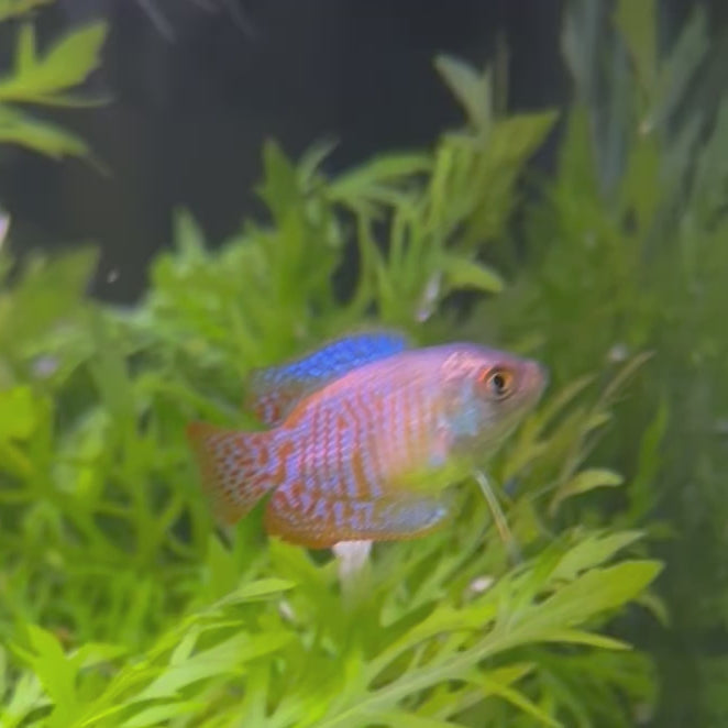 Dwarf Neon Gourami - The Fish Farm