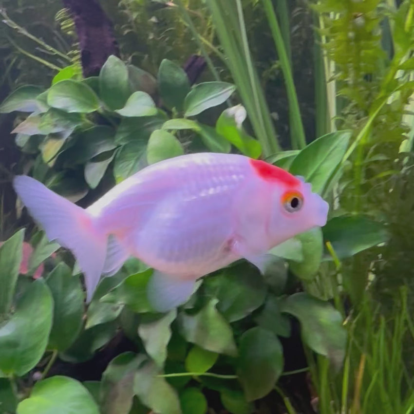Ranchu Goldfish - Assorted Colours – The Fish Farm