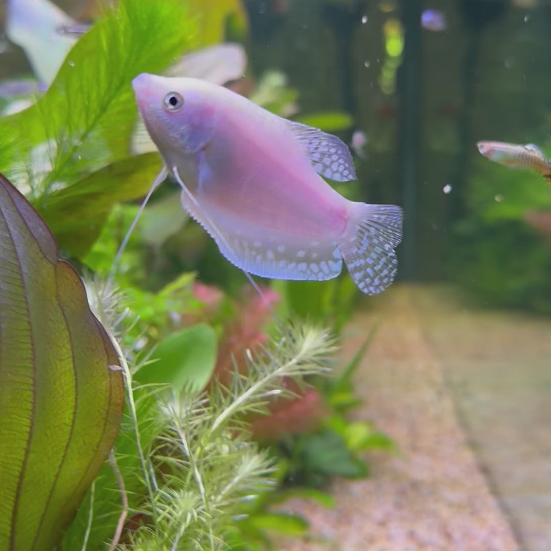 Platinum Gourami - The Fish Farm
