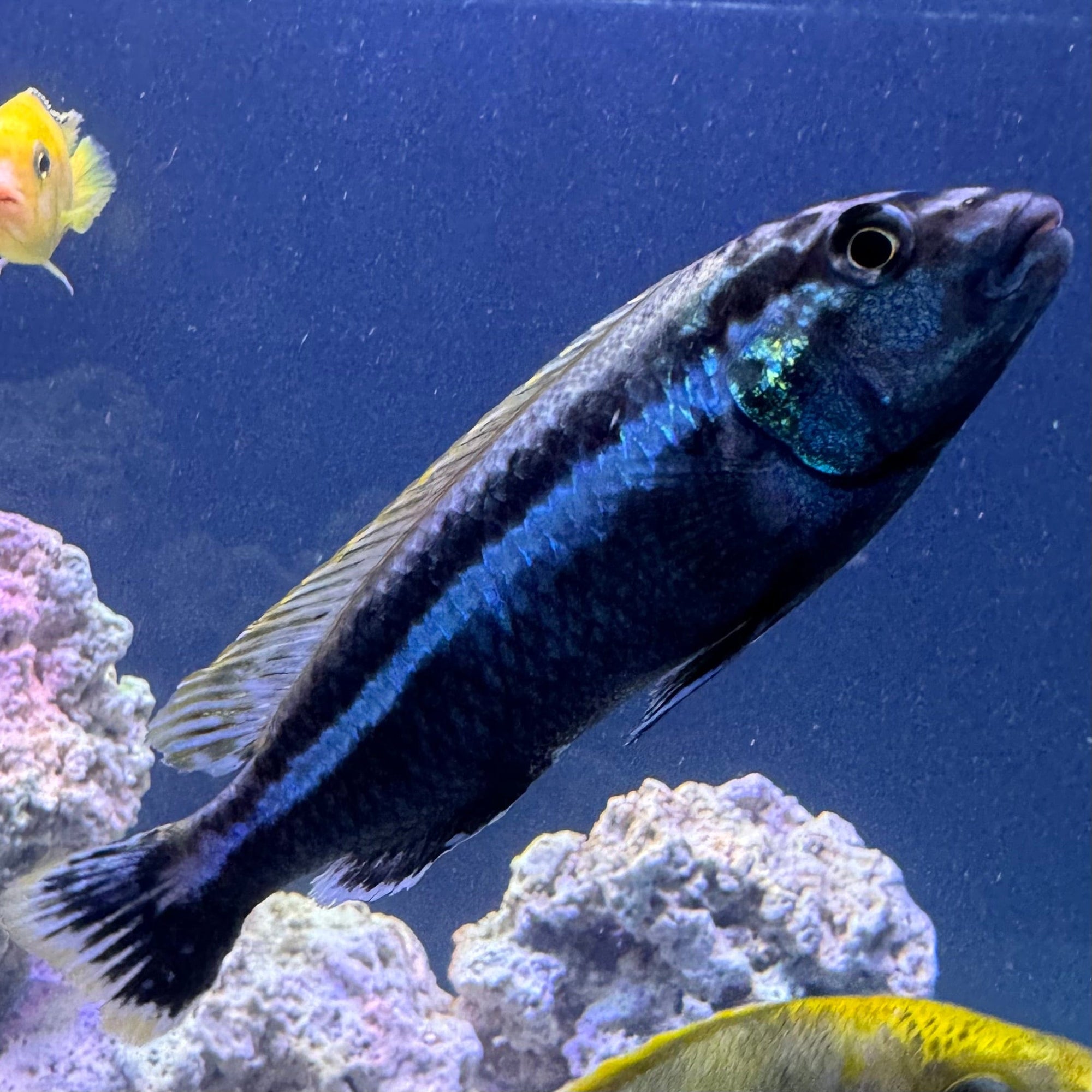 CICHLIDS & OSCARS – The Fish Farm