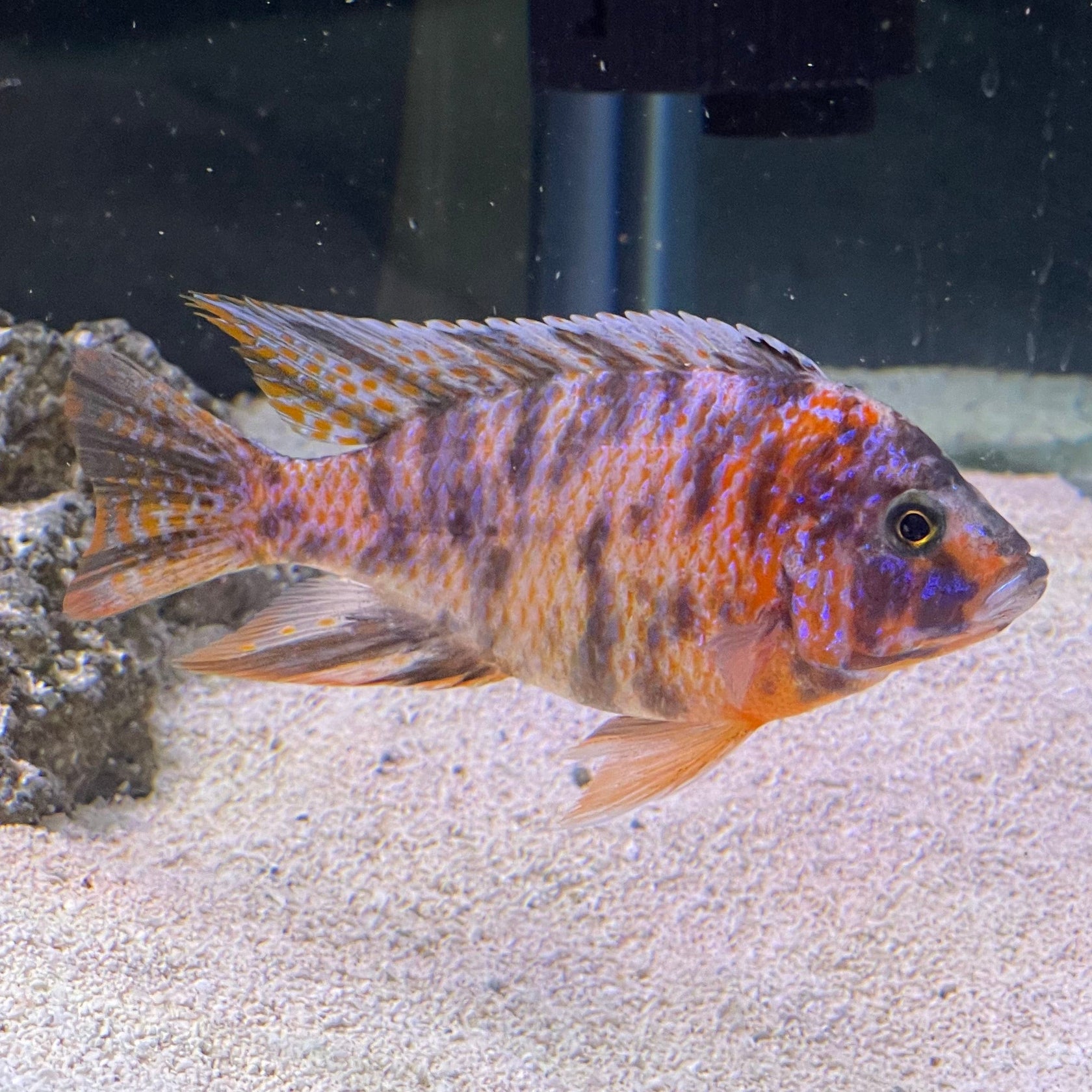 Buy OB Peacock Cichlid from The Fish Farm to your door