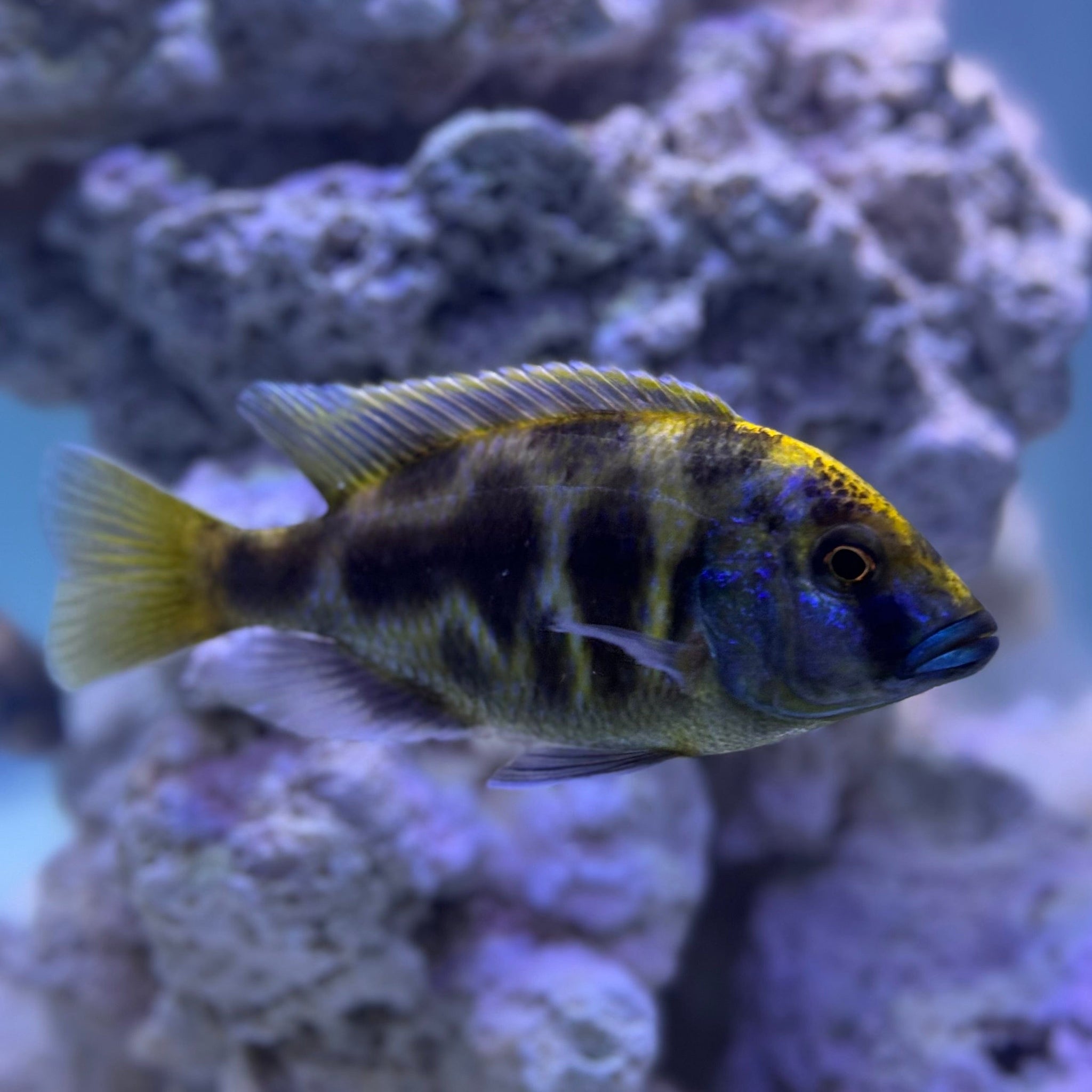 Venustus Cichlid - The Fish Farm