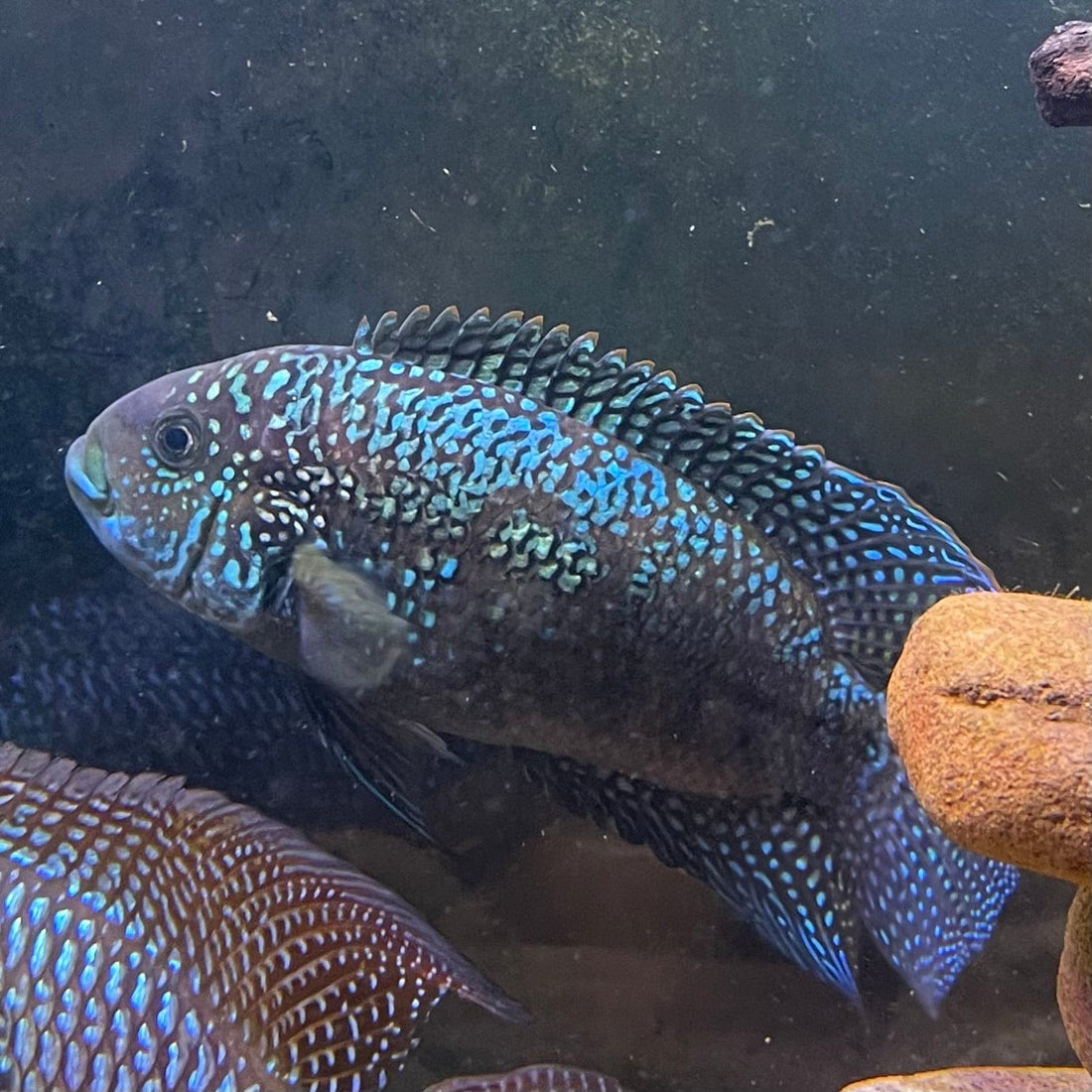 Jack Dempsey Cichlid - The Fish Farm