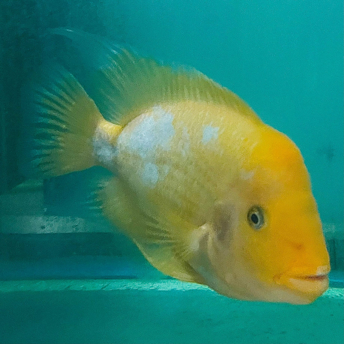 Red Devil Cichlid - The Fish Farm