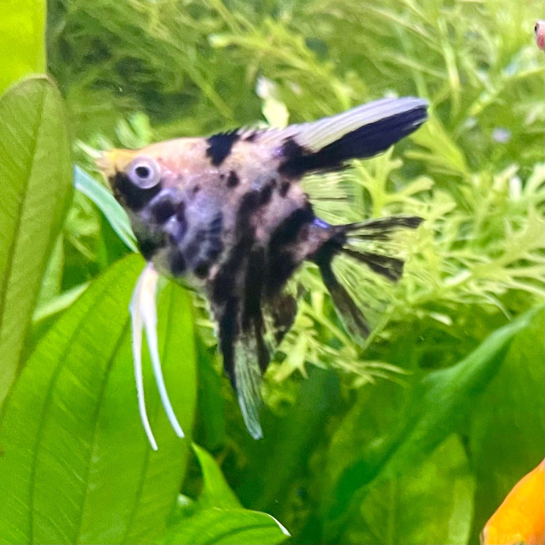 Angel Fish - The Fish Farm Australia