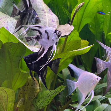 Angel Fish - The Fish Farm Australia