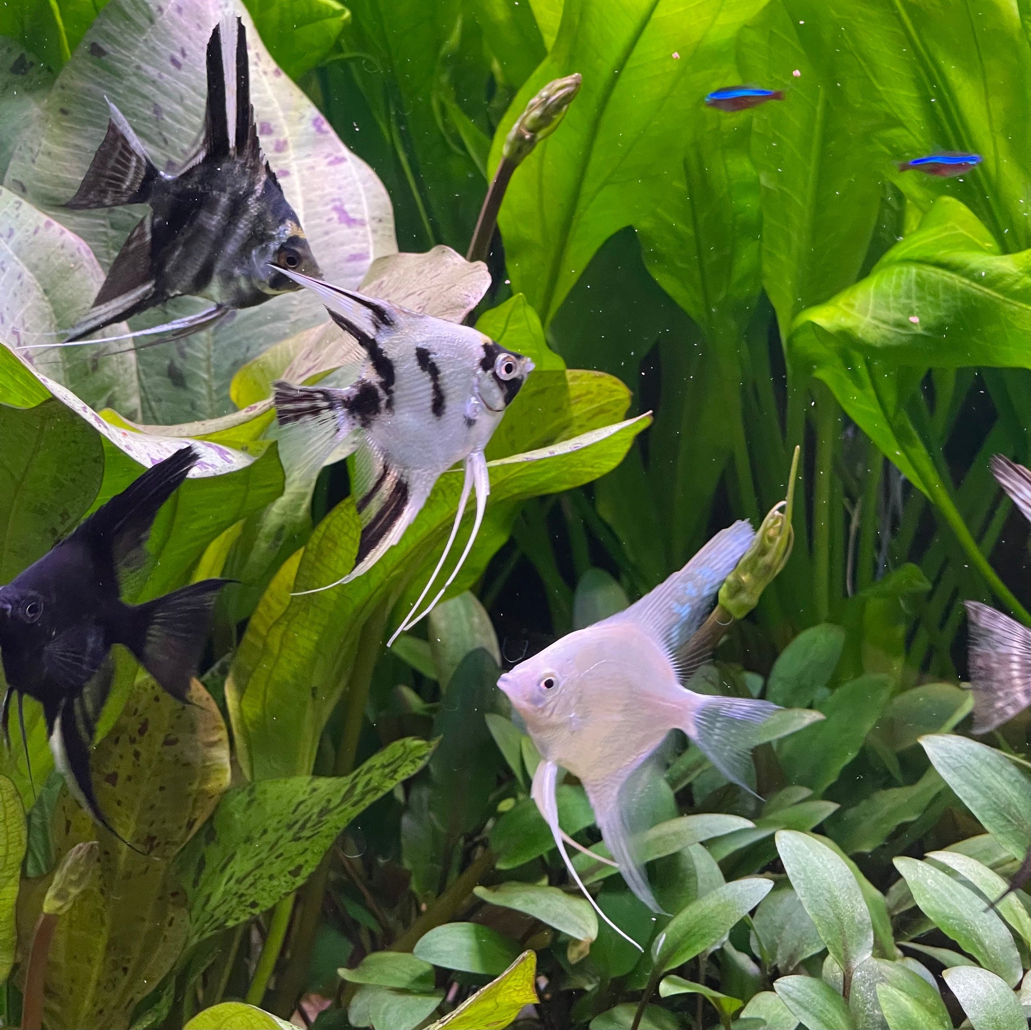Assorted Colour Angel Fish - The Fish Farm