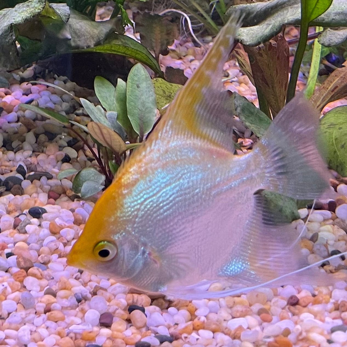 Angel Fish - The Fish Farm Australia