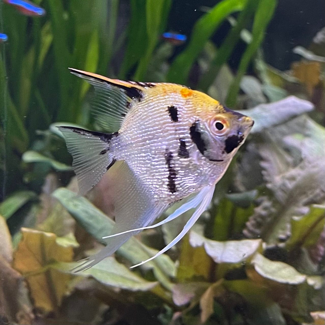 Koi Angelfish - The Fish Farm