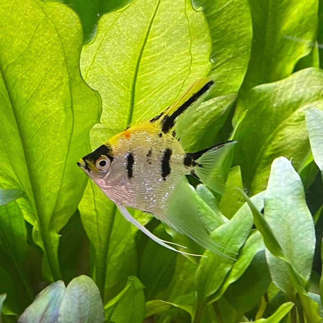 Koi Angelfish - The Fish Farm