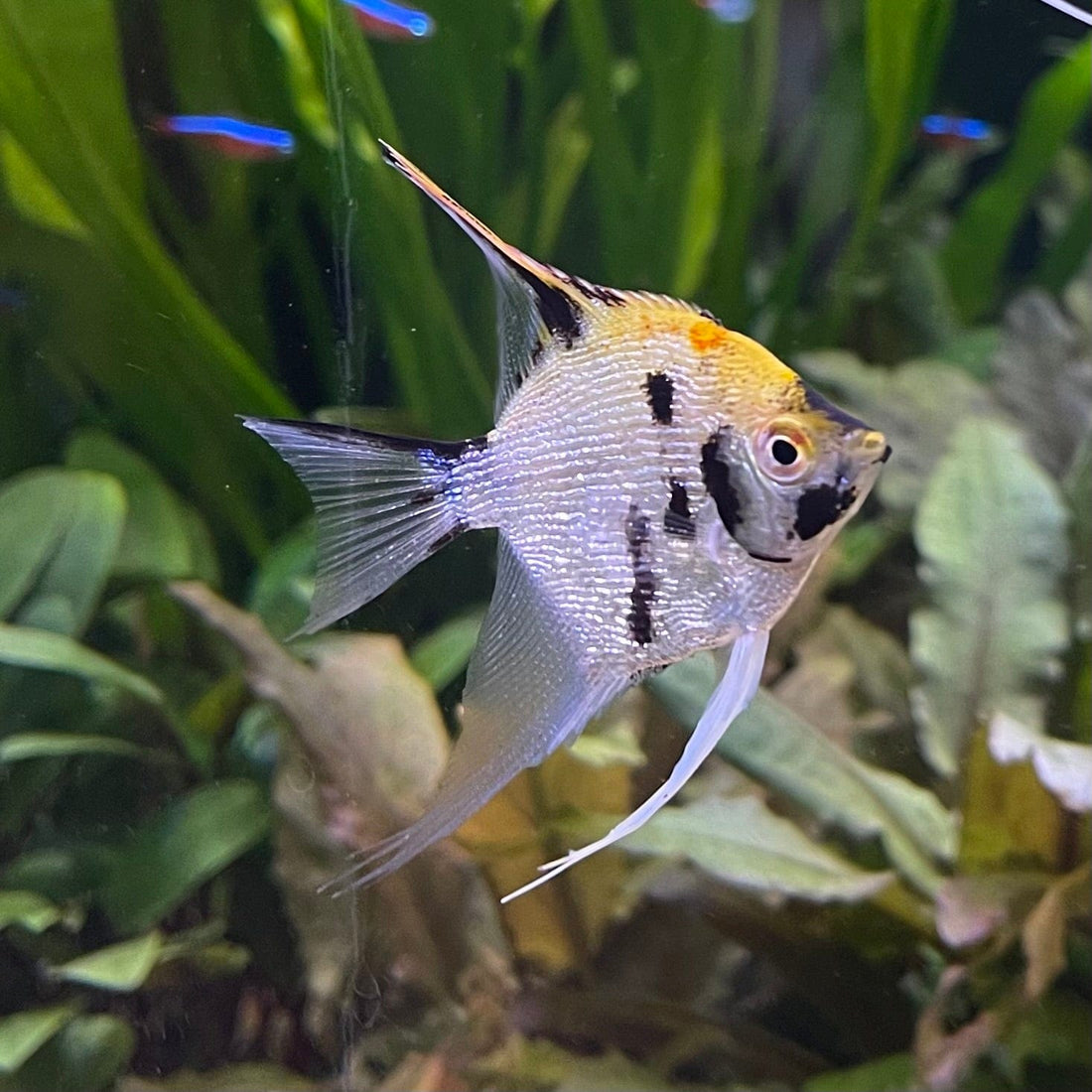 Koi Angelfish - The Fish Farm