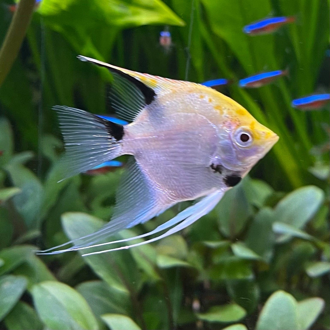 Koi Angelfish - The Fish Farm