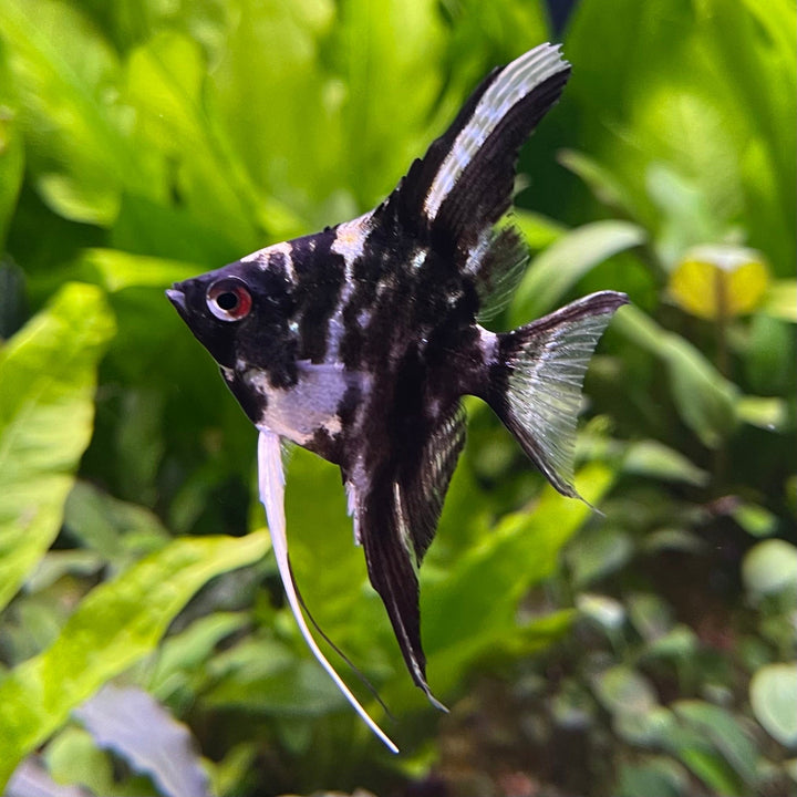 Angel Fish - The Fish Farm Australia