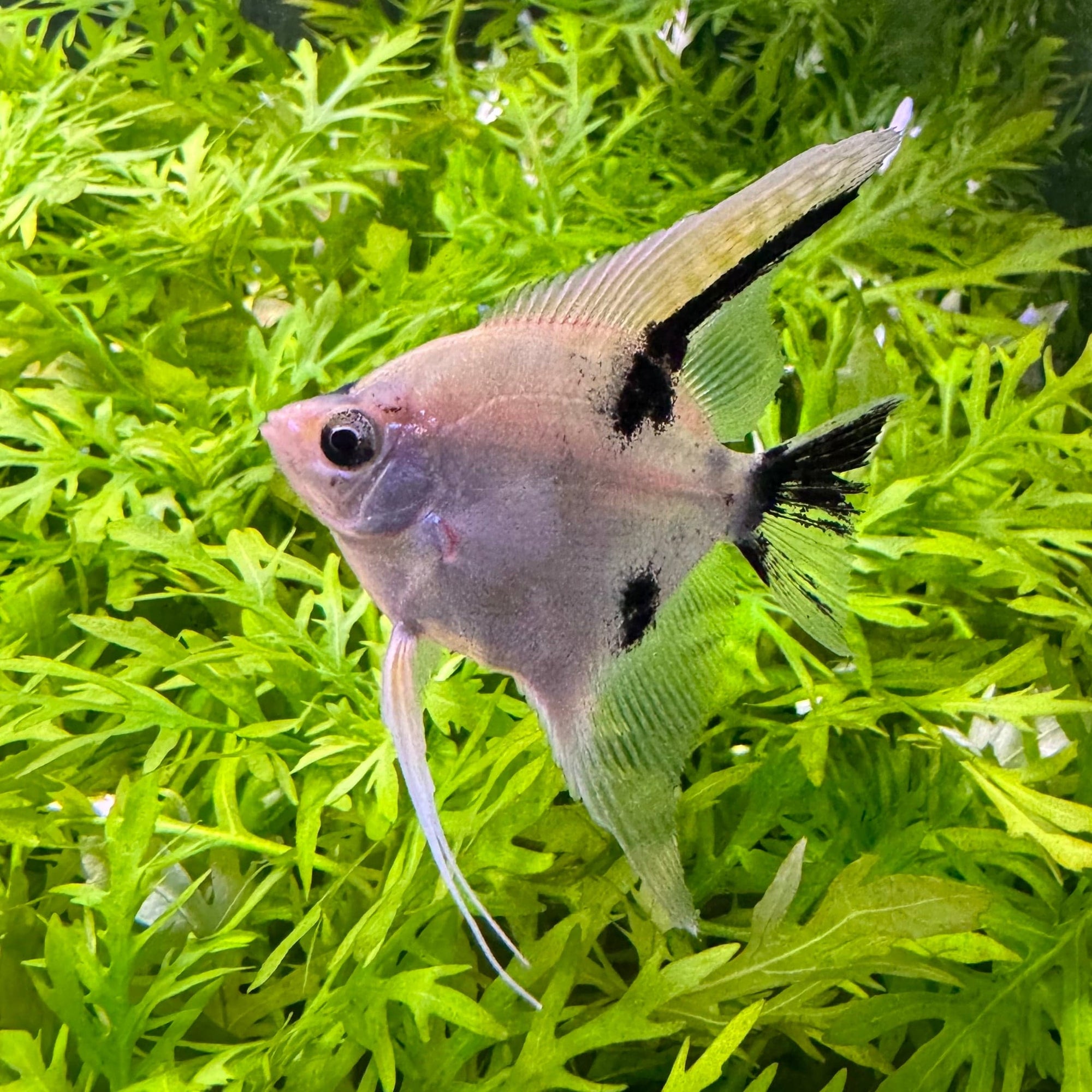 Marble Angel - The Fish Farm
