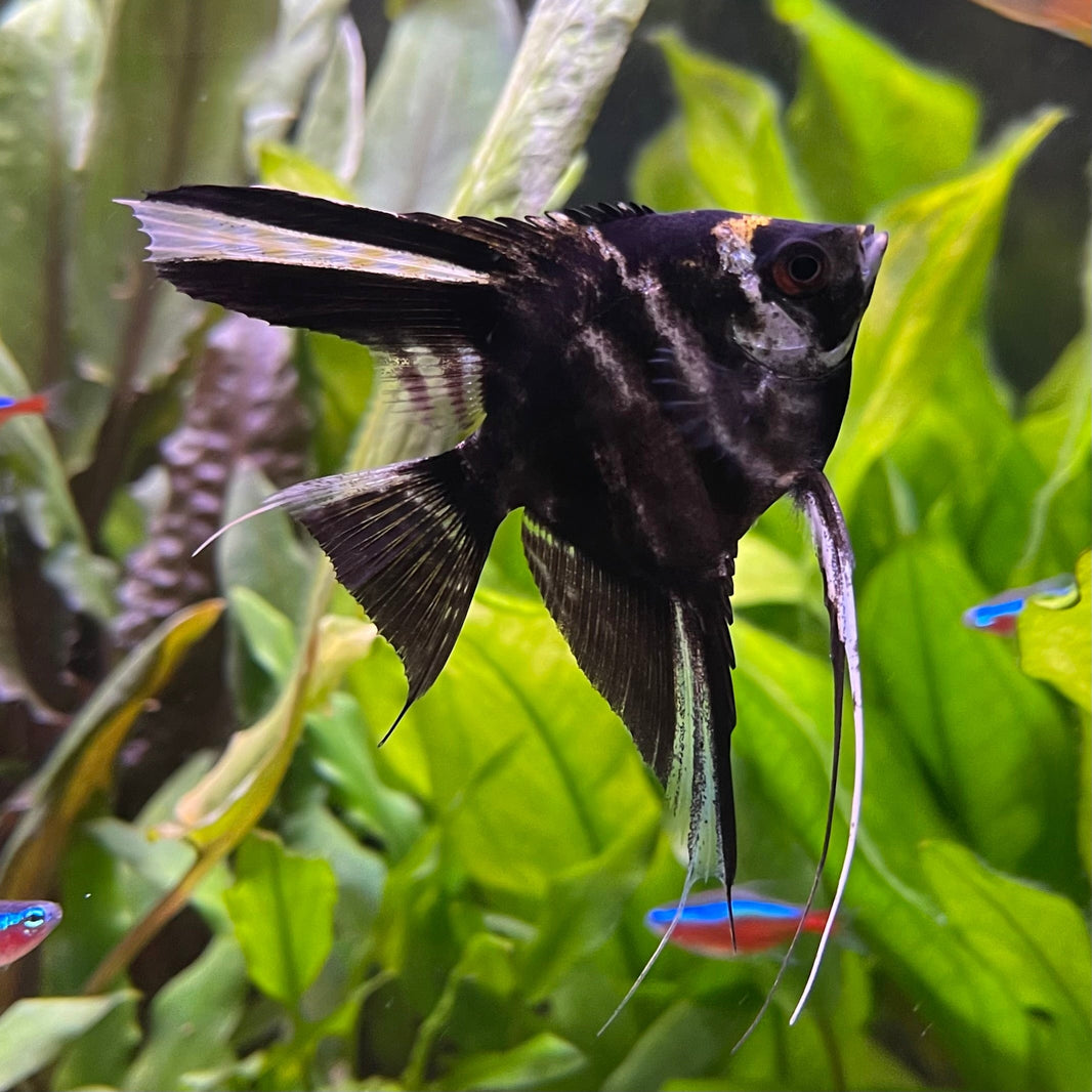 Angel Fish - The Fish Farm Australia