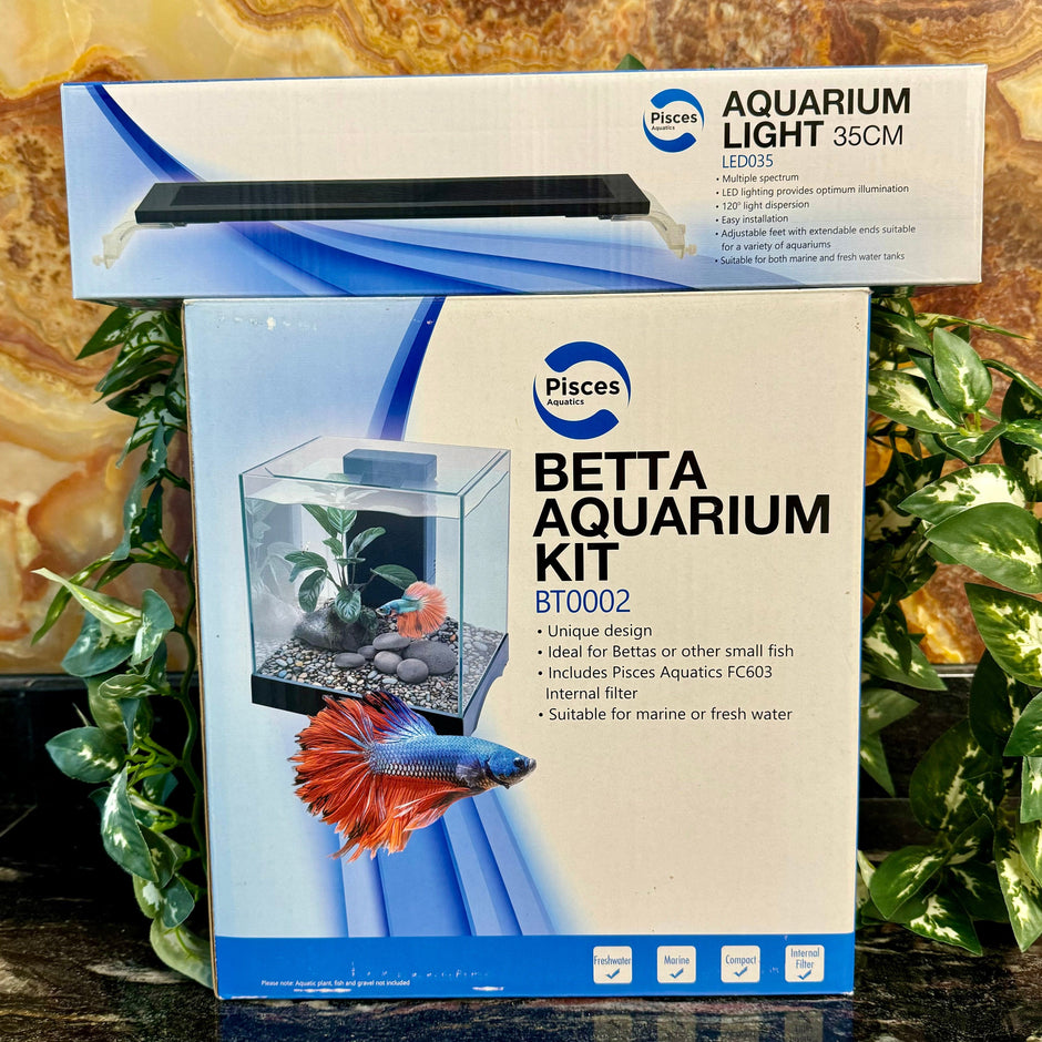 BETTA (Siamese Fighter Fish) - The Fish Farm