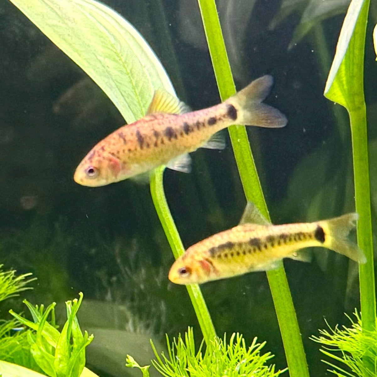 Checkered Barb - The Fish Farm
