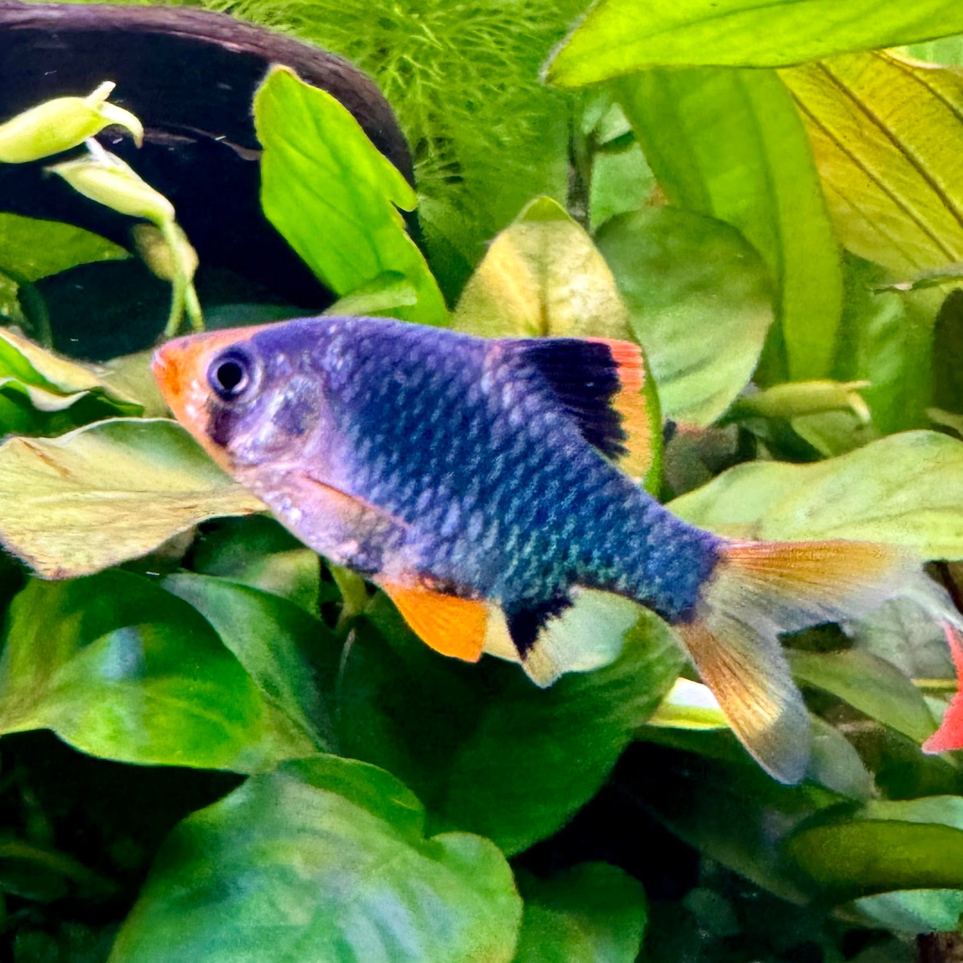 Moss Green Tiger Barb - The Fish Farm