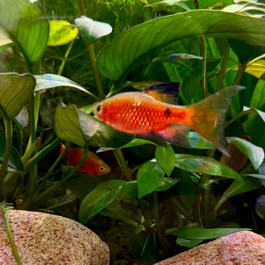 Barb Freshwater Aquarium Fish - The Fish Farm