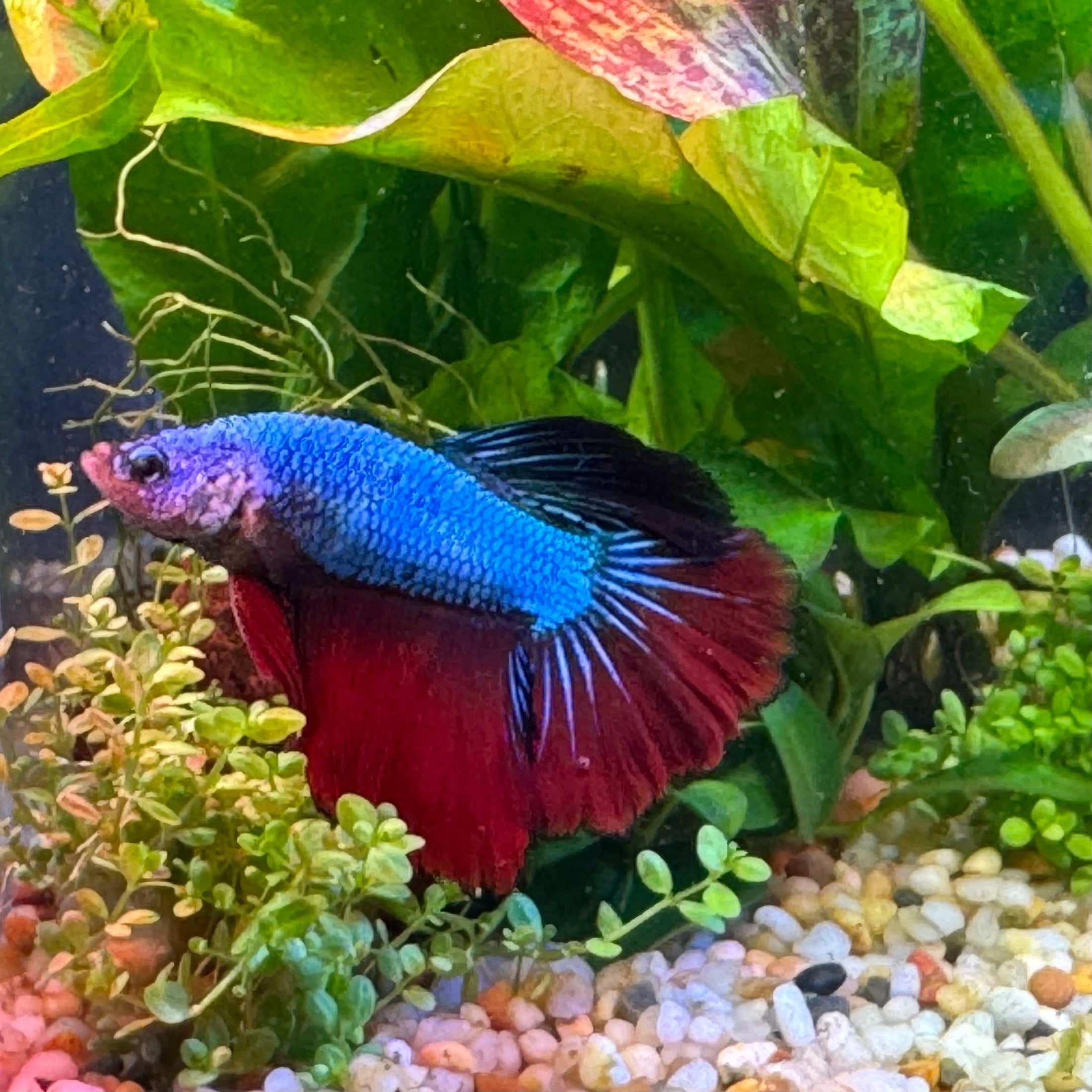 Male Betta Assorted Colours - The Fish Farm