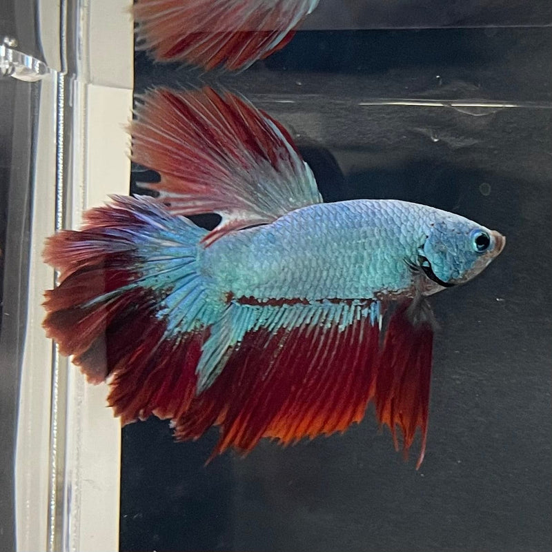 The Fish Farm - Buy directly from Australia's largest live fish farm