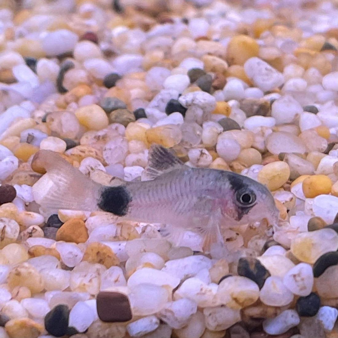 Corydoras Panda 2.5cm - The Fish Farm