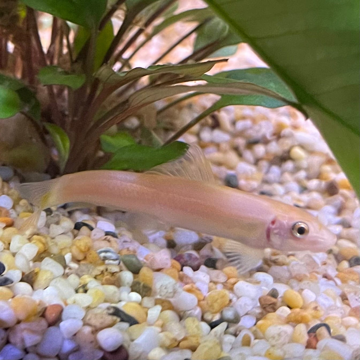 Gold Sucking Catfish - The Fish Farm