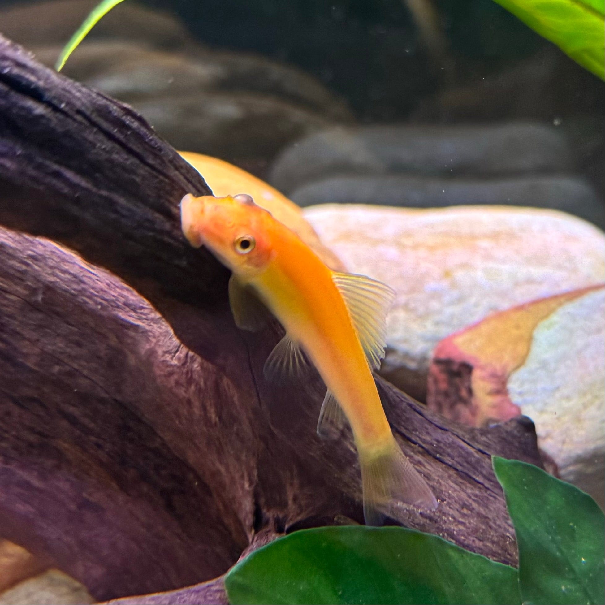 Gold Sucking Catfish - The Fish Farm