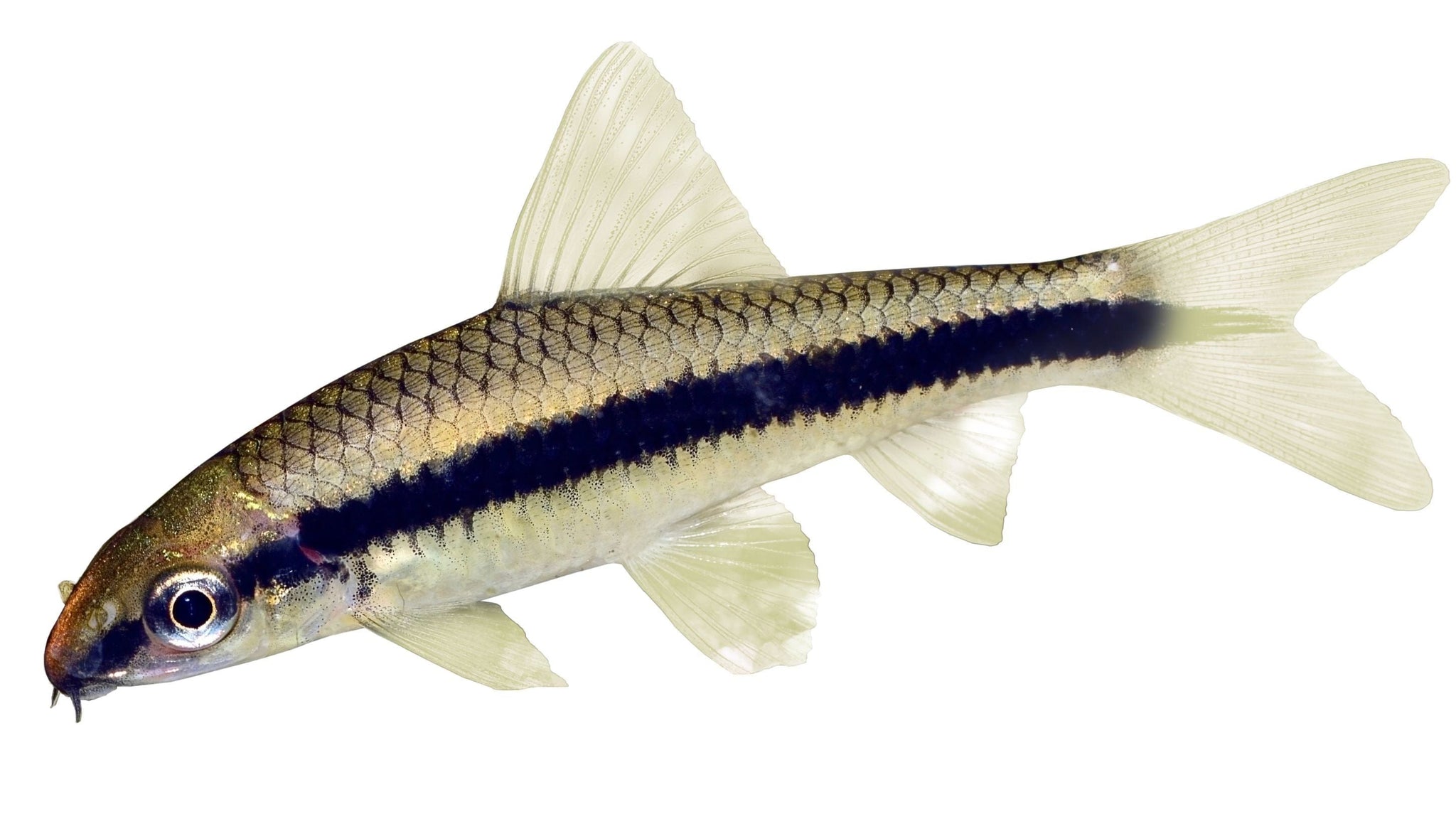 Siamese Black Alge Eater - Crossocheilus oblongus - The Fish Farm