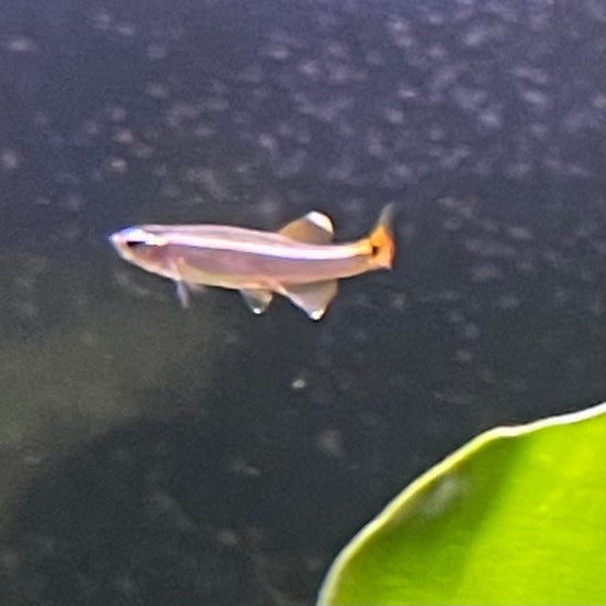 White Cloud Mountain Minnow - The Fish Farm